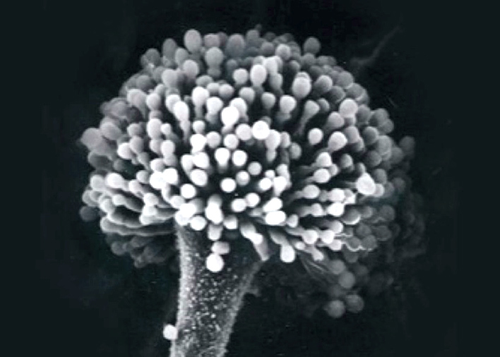 Japanese Enzyme Manufacturer-Amano Enzyme Inc.